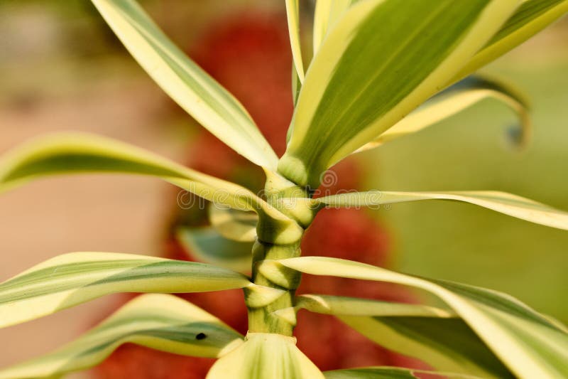 Snap of a green plant stock photo. Image of plant, snap - 223930630
