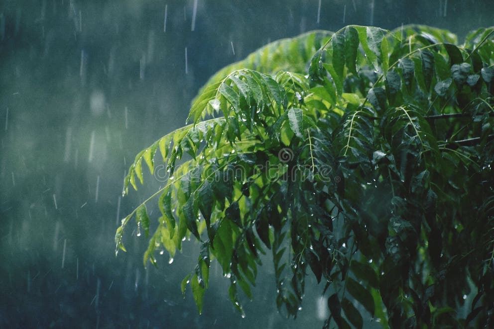 Snap of a Green Plant at the Time of Rain Stock Photo - Image of tree ...