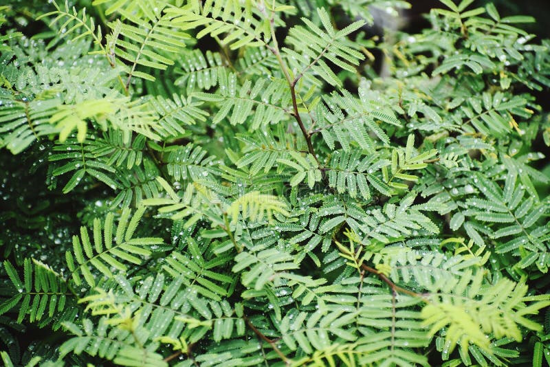 Snap of a Green Plant at the Time of Rain Stock Photo - Image of green ...