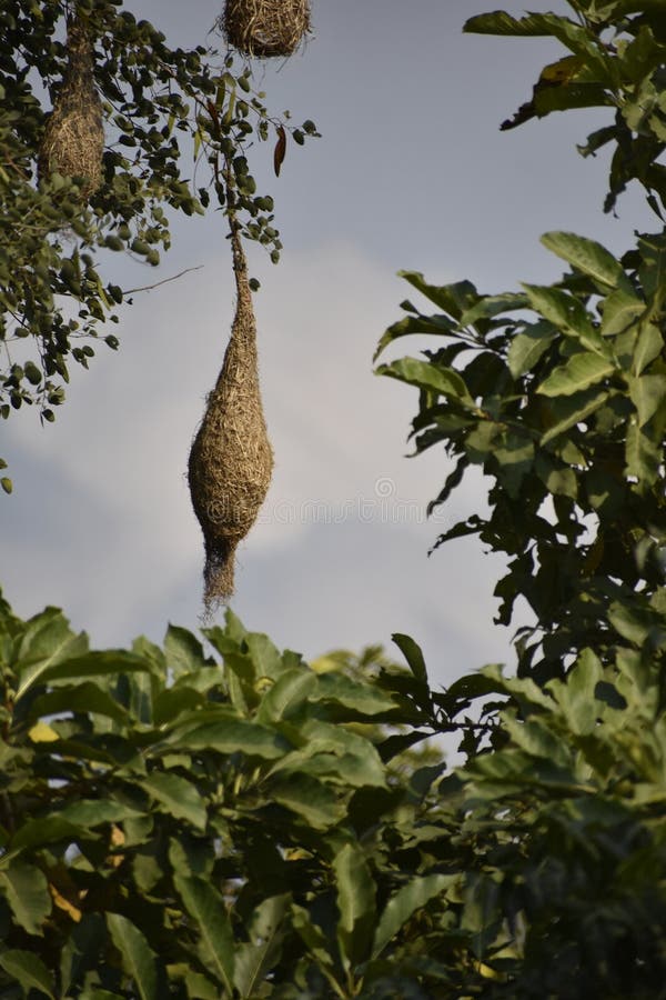 Snap of a nest of bird stock image. Image of garden - 274541181