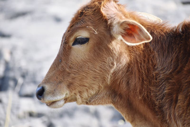 Snap off a standing calf stock image. Image of mane - 231394517