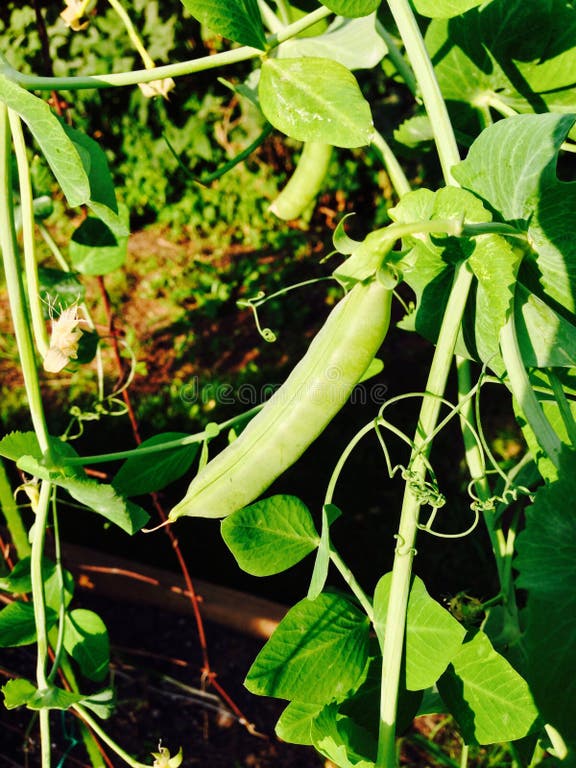 Snap Pea Pod stock photo. Image of ripe, food, snap, bean - 57237468