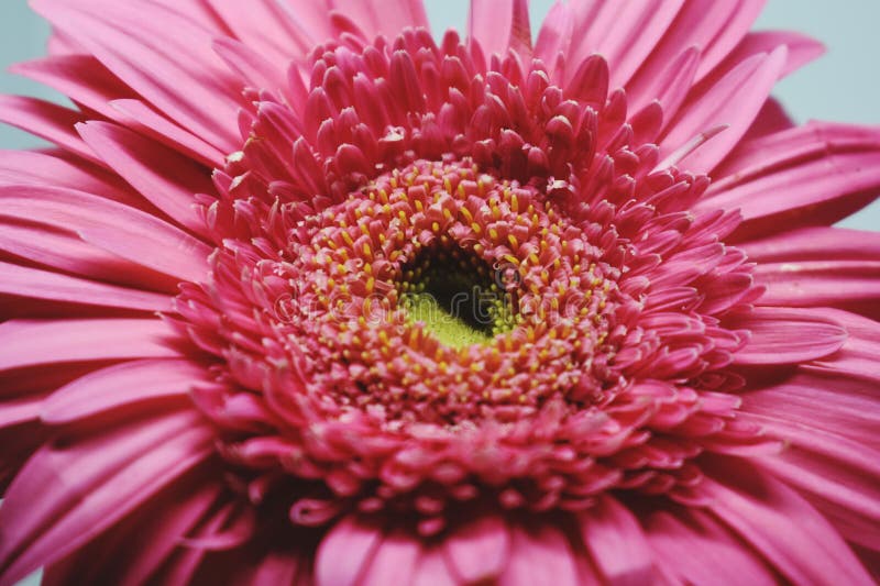 Snap of a pink flower stock photo. Image of flower, beautiful - 223931656