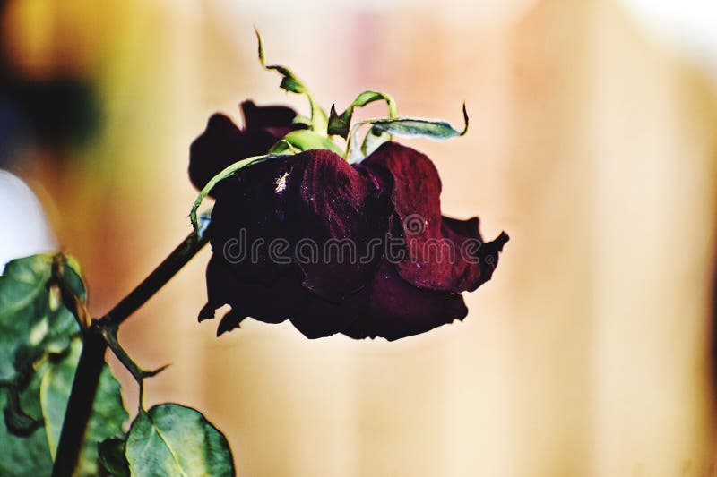 303 Rose Snap Stock Photos - Free & Royalty-Free Stock Photos from ...