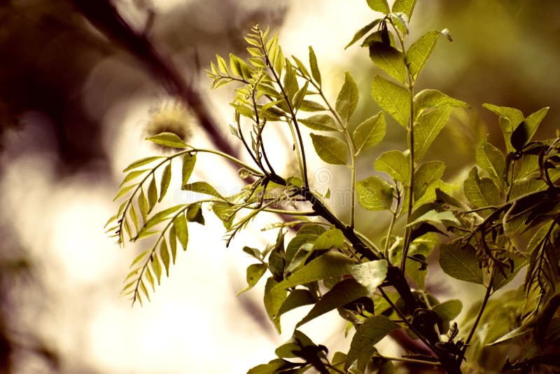 Snap of a plant stock image. Image of autumn, yellow - 262484197