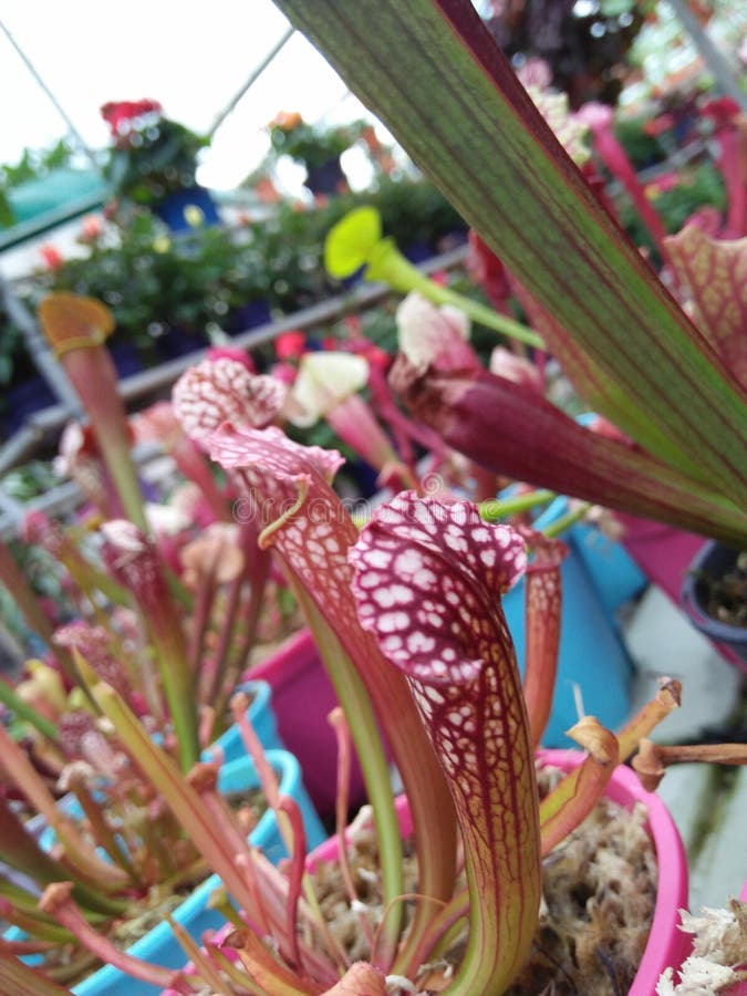 Periuk kera stock photo. Image of snap, carnivor, periuk - 99050194