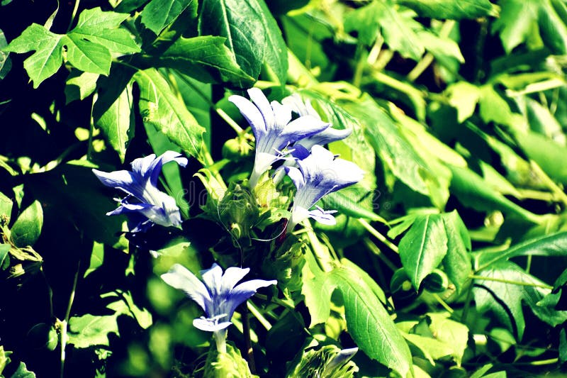 Snap of Plant and Green Leaves. Stock Image - Image of branch, nature ...