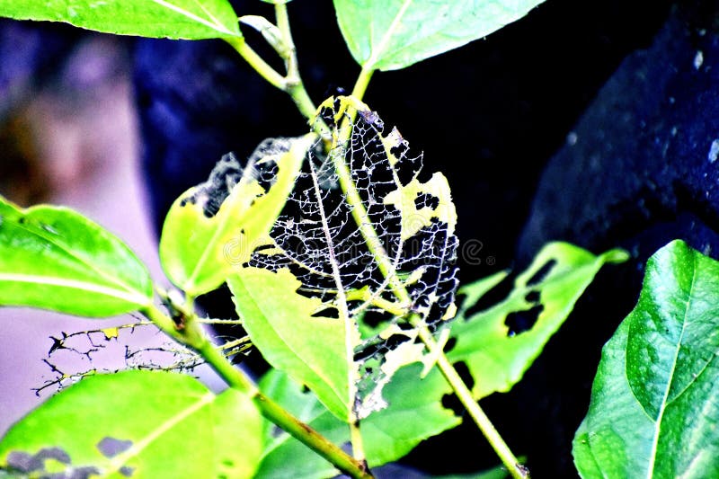 Snap of Plant and Green Leaves. Stock Photo - Image of leaf ...