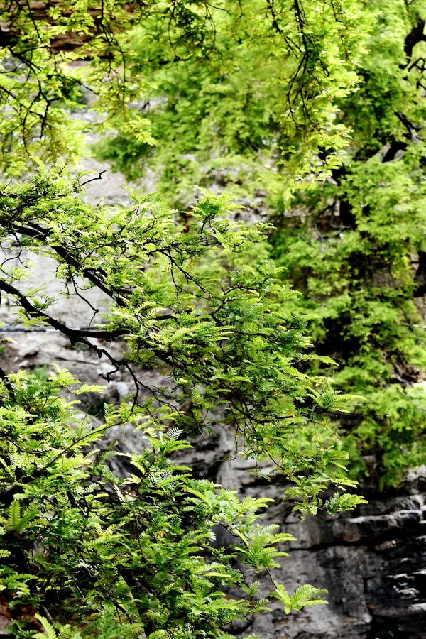 Snap of Plant and Green Leaves. Stock Image - Image of invertebrate ...