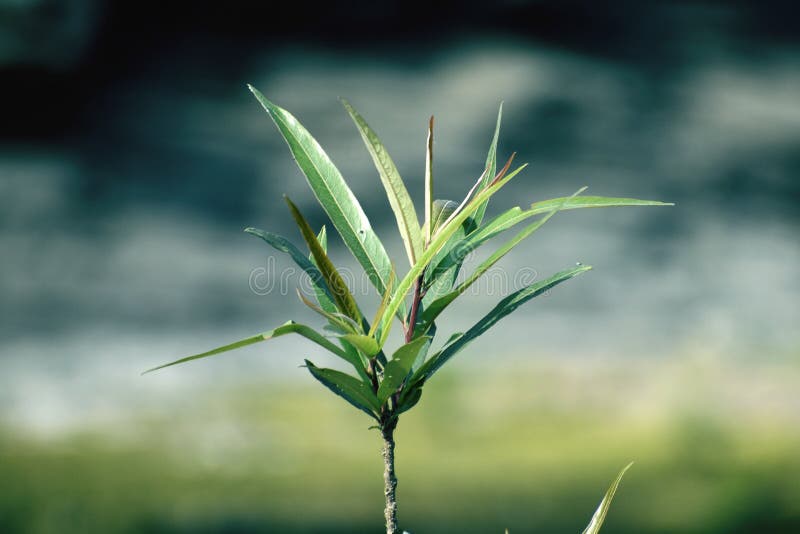 Snap of a plant stock image. Image of branch, plant - 262483741