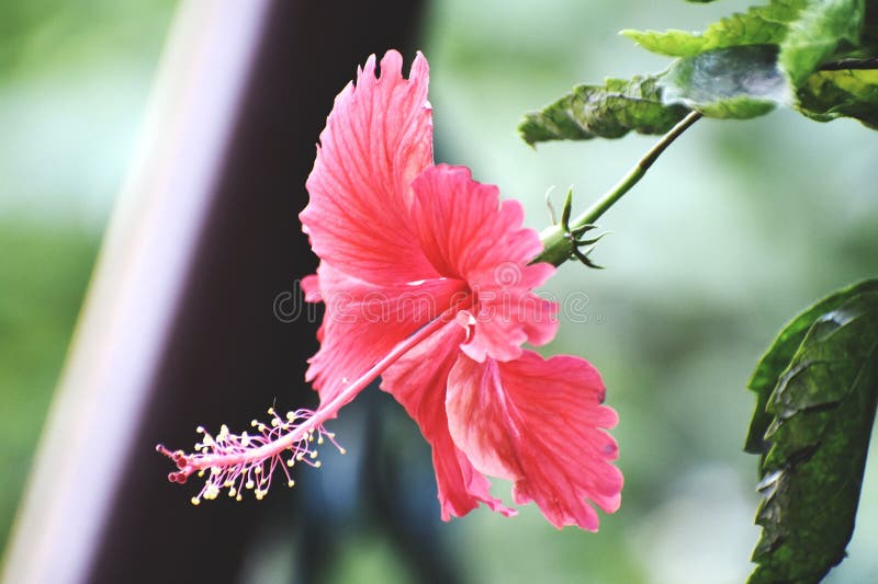 Snap of a Red Hibiscus Flower Stock Image - Image of flower, snap ...