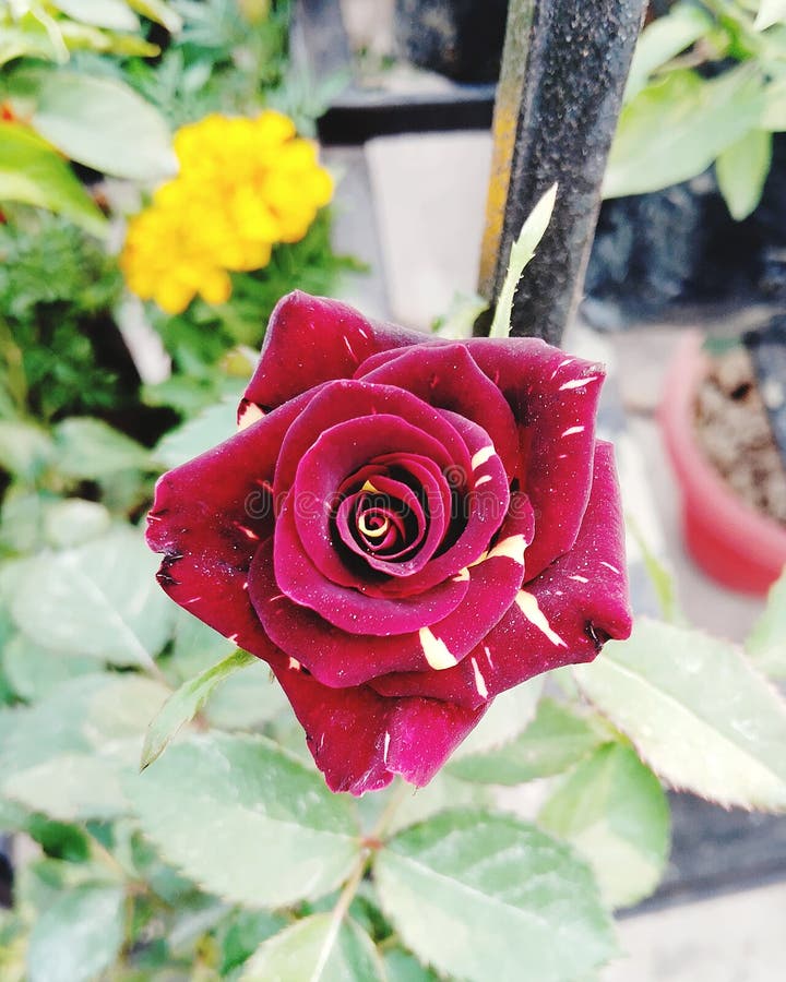 303 Rose Snap Stock Photos - Free & Royalty-Free Stock Photos from ...