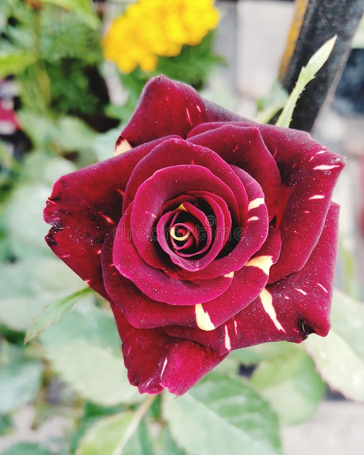 Snap of a red rose stock image. Image of flower, bouquet - 253634553