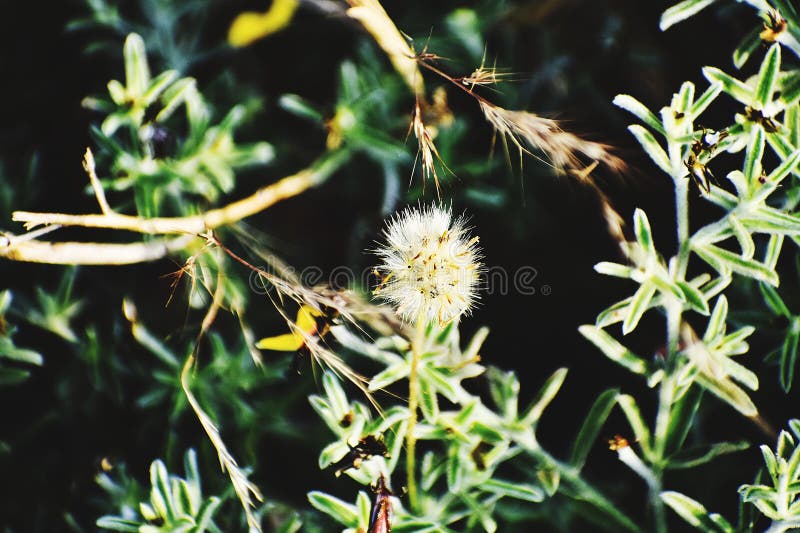 Snap of a small plant stock image. Image of blossom - 223938151