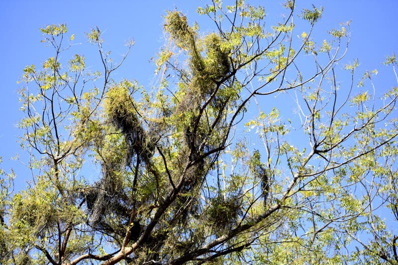 Snap of a small plant stock photo. Image of branch, food - 223941076
