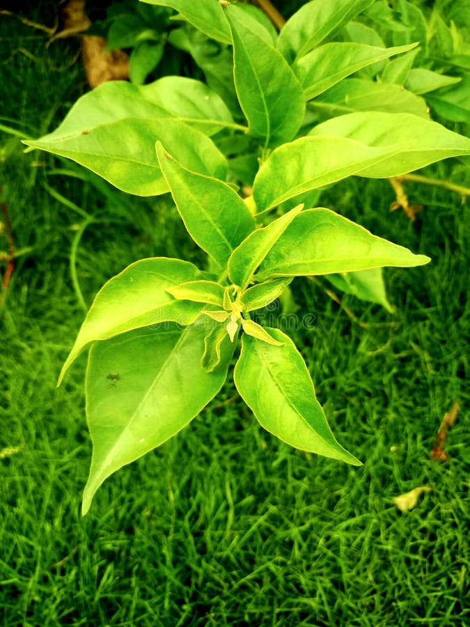Snap of a Small Flowering Plant Stock Image - Image of small, flowering ...