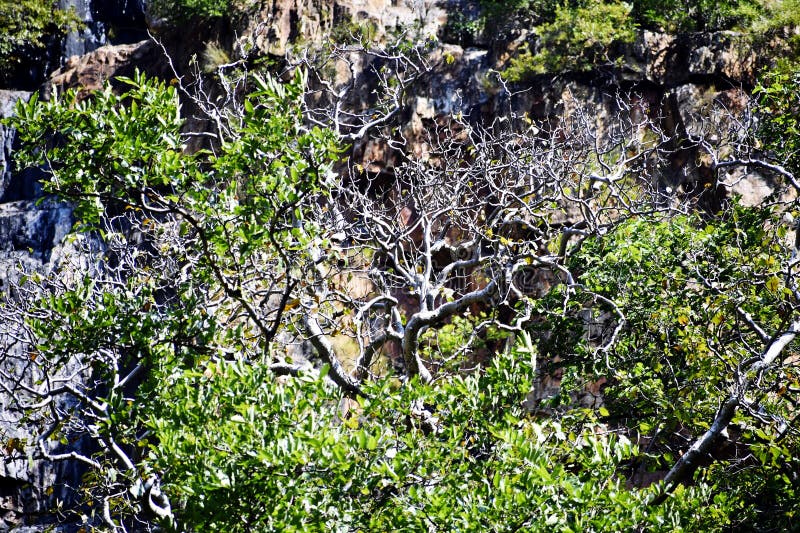 Snap of a tree stock photo. Image of tree, environment - 223937968