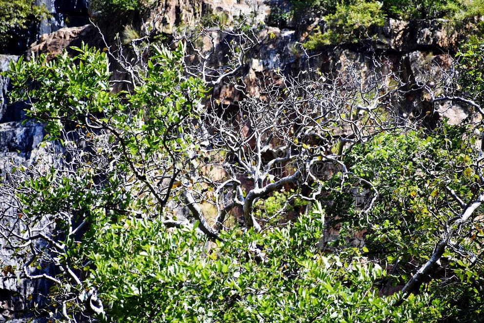 Snap of a tree stock photo. Image of tree, environment - 223937968