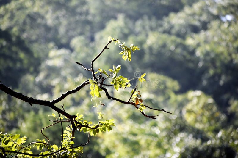 Snap of a tree stock photo. Image of green, plant, snap - 223937988