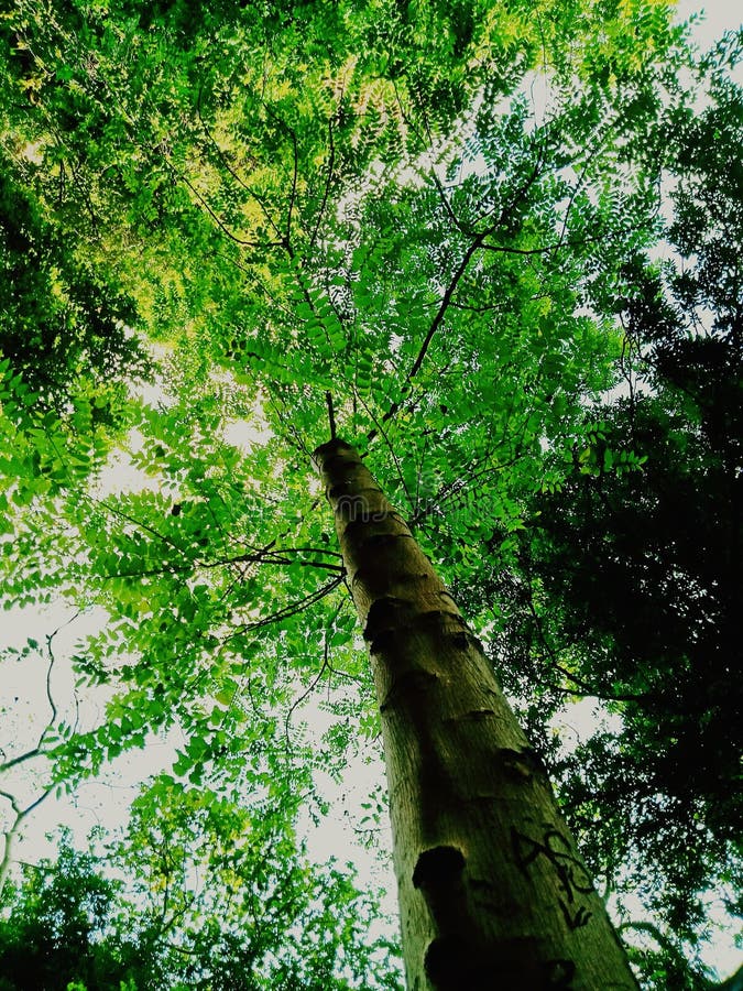 Snap of a tree stock photo. Image of plant, green, forest - 223938036