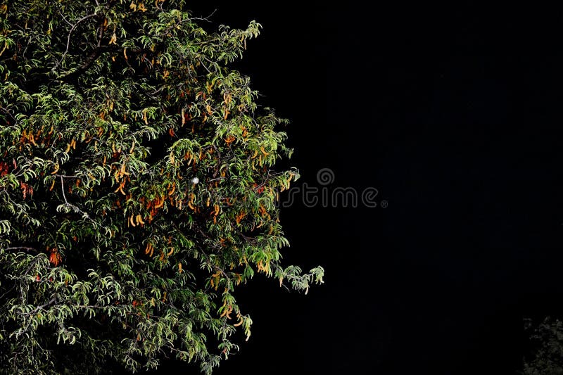 Snap of a tree stock image. Image of environment, tree - 223940085