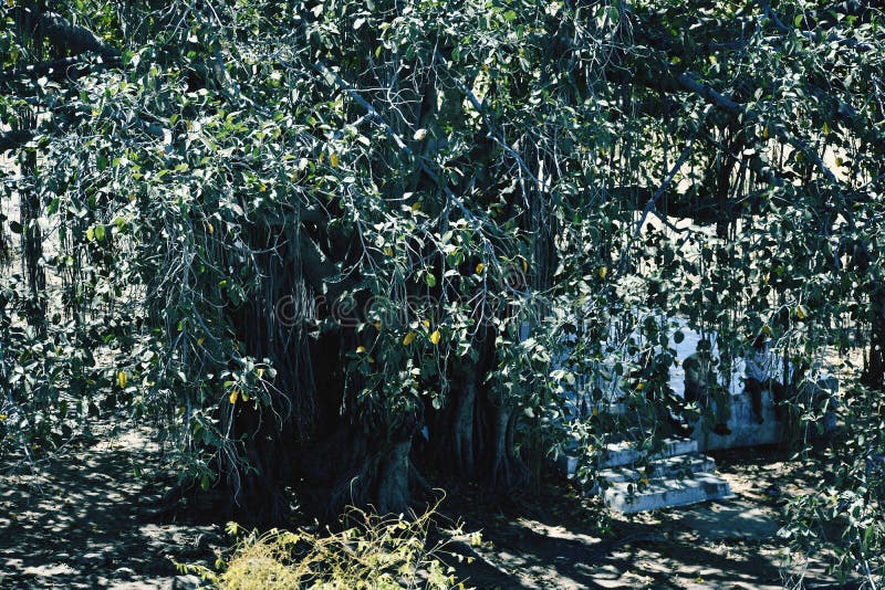 Snap of a tree stock photo. Image of green, environment - 223942238