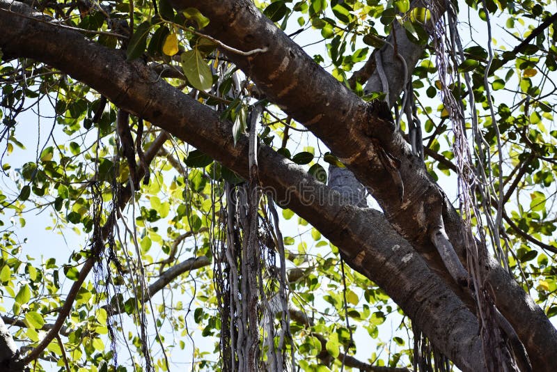 Snap of a tree stock photo. Image of tree, clicked, forest - 223941926