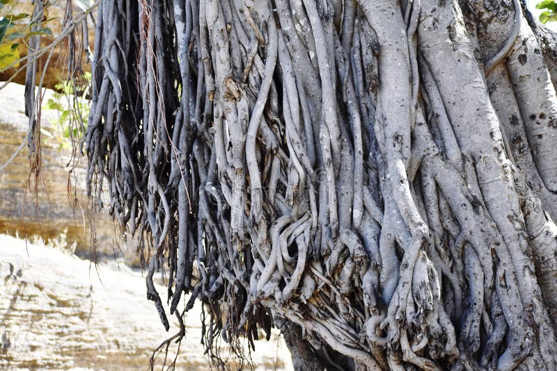 Snap of a tree stock photo. Image of snap, tree, green - 223941930