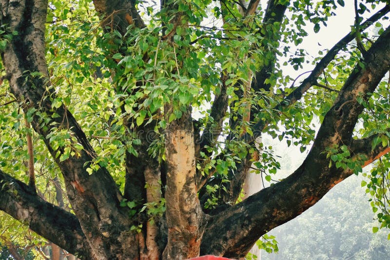 Snap of a tree in a forest stock photo. Image of snap - 223937304