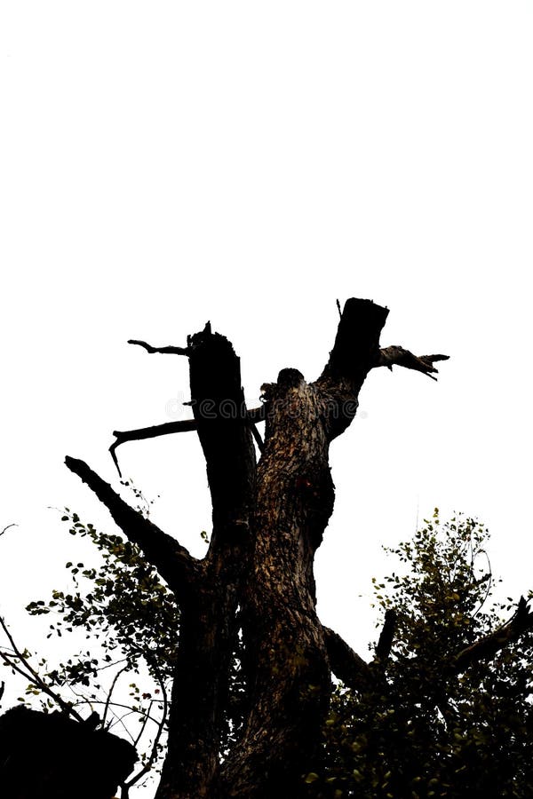 Snap of a tree in a forest stock photo. Image of outdoor - 223937584