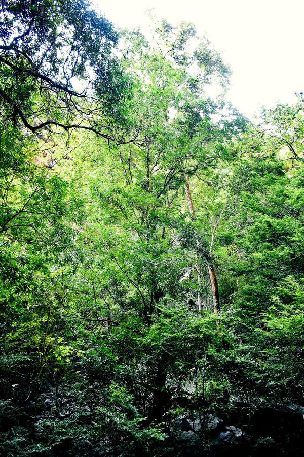 Snap of a tree in a forest stock photo. Image of environment - 223937886
