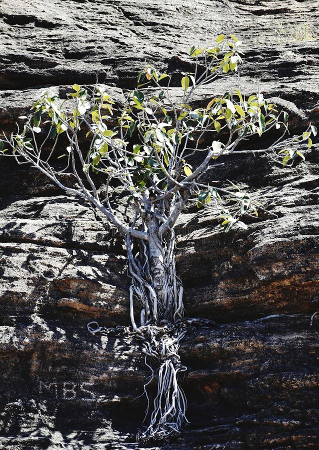 Snap of a tree in a forest stock image. Image of outdoor - 223942435