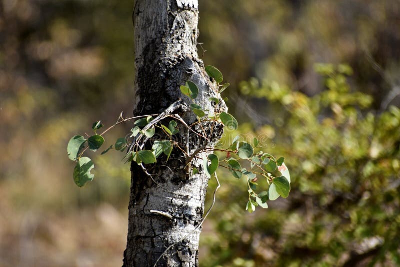 Snap of a tree stock photo. Image of forest, green, environment - 223939948