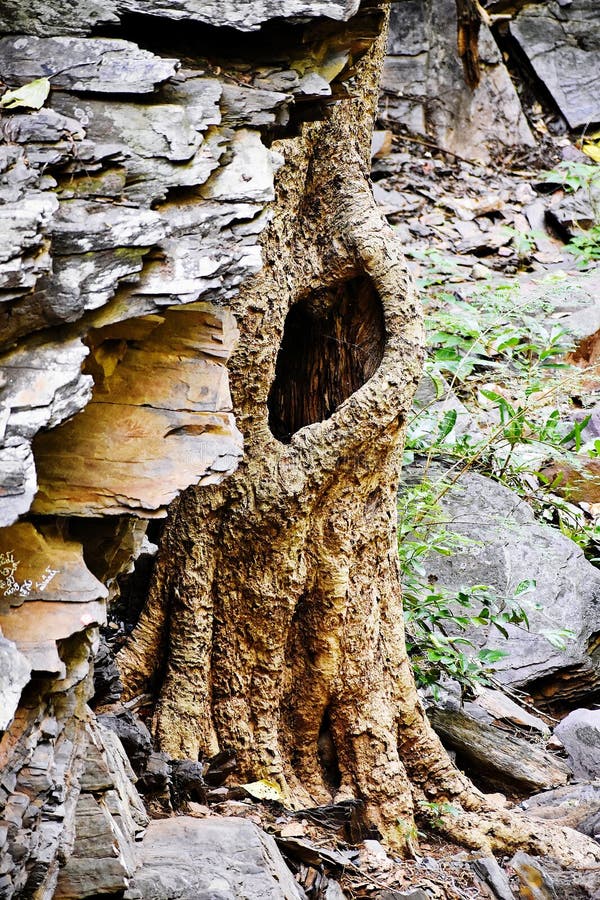 Snap of a tree in a forest stock photo. Image of tree - 223937804