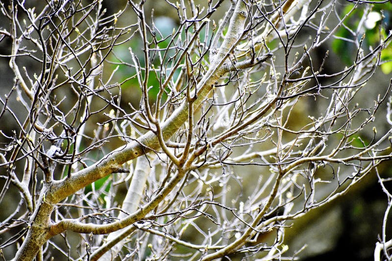 Snap of a tree in a forest stock image. Image of snap - 223937923