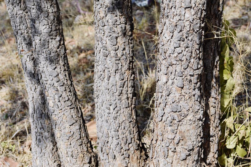Snap of tree trunks stock photo. Image of texture, snap - 223927728
