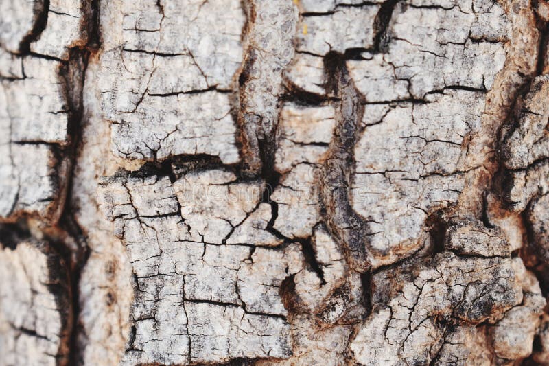 Snap of tree trunks stock photo. Image of snap, tree - 223927736