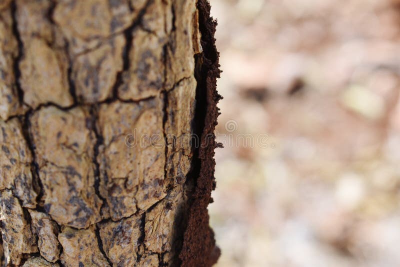 Snap of tree trunks stock image. Image of plants, texture - 223927793