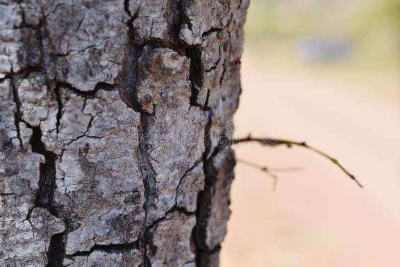 Snap of tree trunks stock image. Image of tree, snap - 223927817