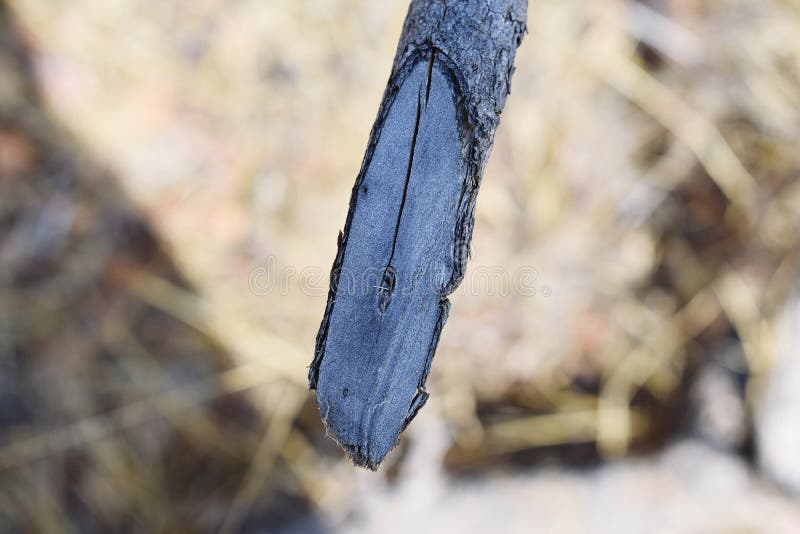 Snap of tree trunks stock photo. Image of plants, snap - 223927798