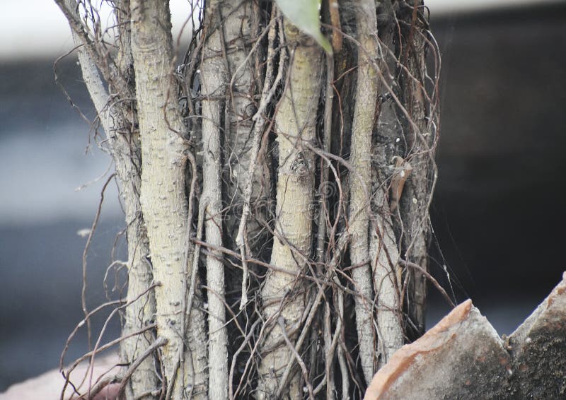 Snap of tree trunks stock photo. Image of texture, trunks - 223928072