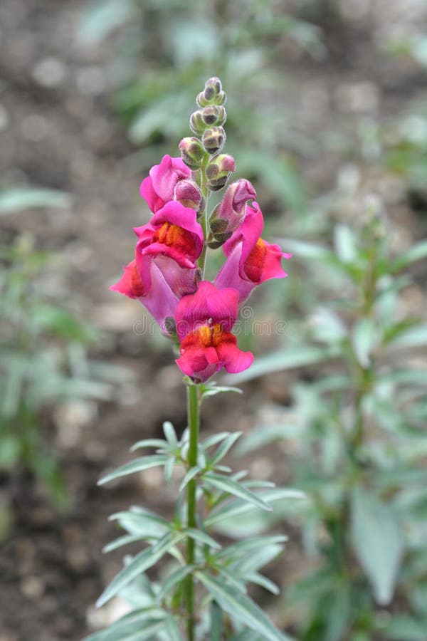 Snapdragon стоковое изображение. изображение насчитывающей ботаническую ...