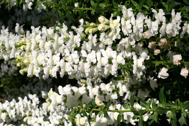 Snapdragon stock image. Image of fragrant, close, petals - 14589669