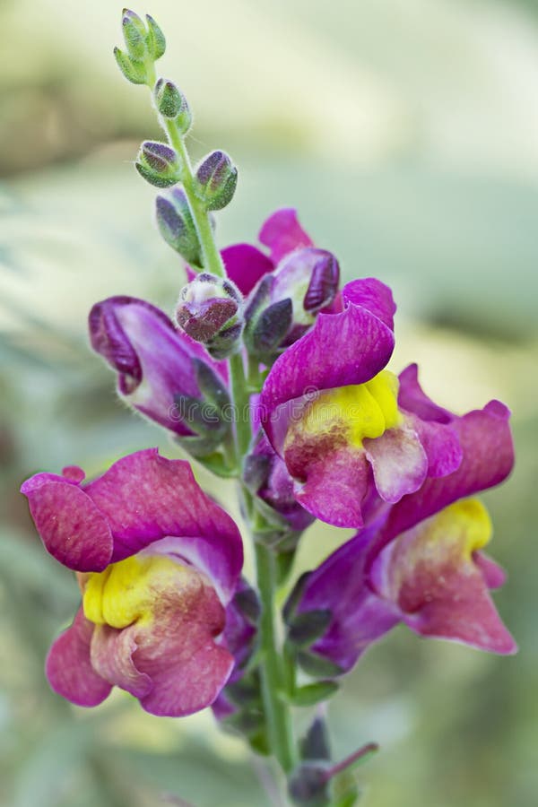 Snowdrops stock photo. Image of reborn, single, botanical - 106644