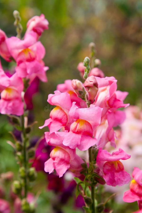 Snapdragon flower closeup stock image. Image of antirrhinum - 45212595