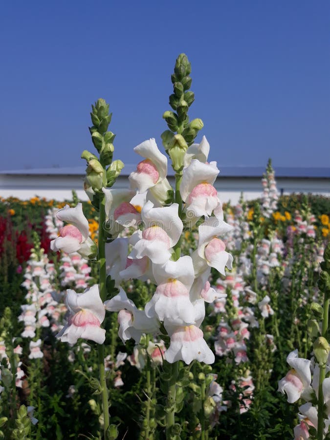 Snap dragon stock image. Image of snap, dragon, fresh - 138246209