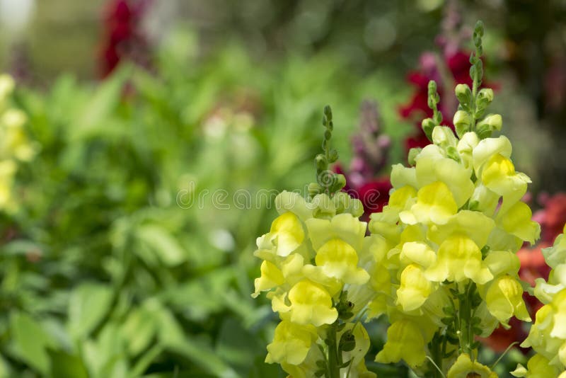 Snapdragon Colorful Flower in Garden Stock Photo - Image of nature ...