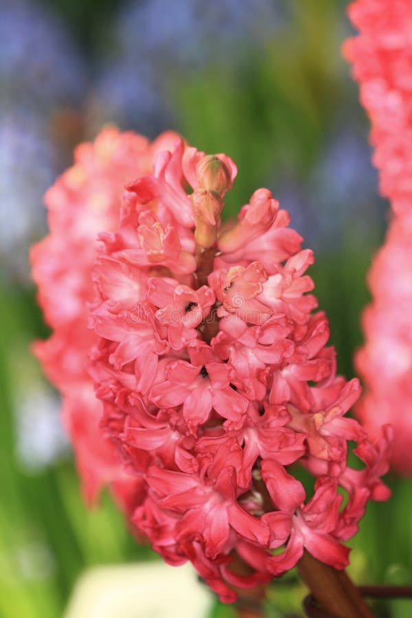 A Snapdragon Flower in Garden at the Flower Show Stock Image - Image of ...