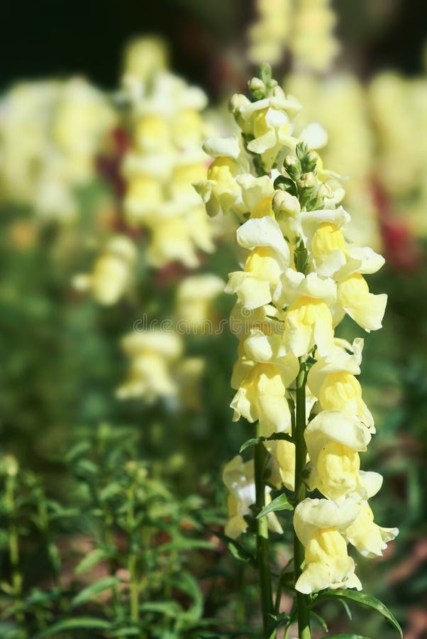 Snapdragon flowers stock image. Image of blooming, gardening - 14776519