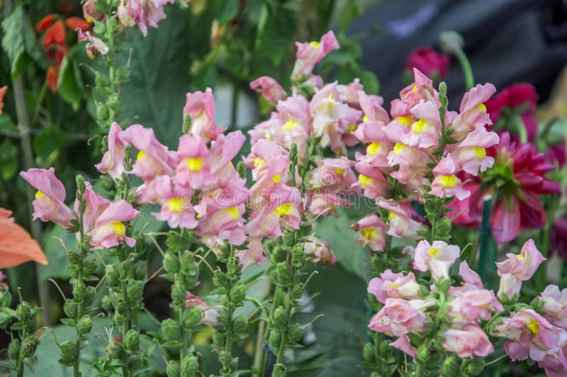 Snapdragon flowers stock photo. Image of ornamental, petal - 54823396